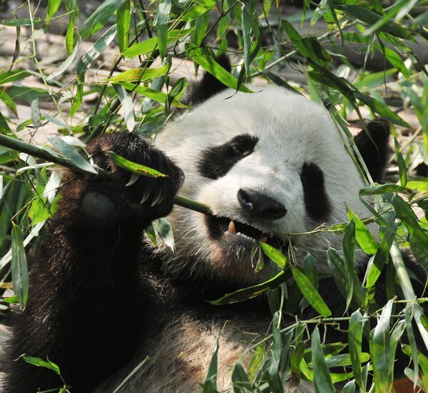 4 Days Wolong Wild Panda Tour