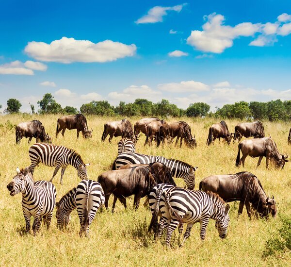 Kenya Weather in February 2025: Travel Tips for First-Timers