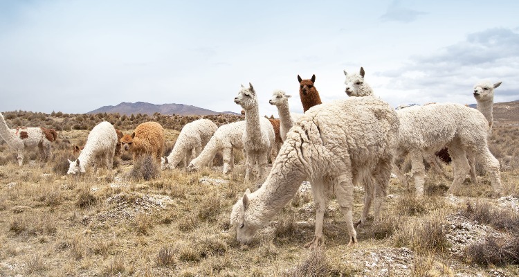 Peru Weather in October 2026: Travel Tips for First-Timers