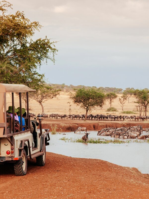 How to Plan Your Dream Safari in Tanzania: 8 Easy Steps