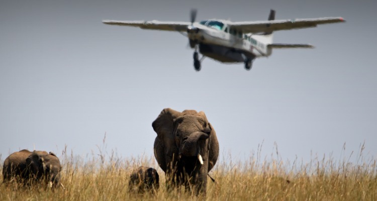 12-Day Best Kenya fly-in Safari Tours: Explore Masai Mara and Amboseli!