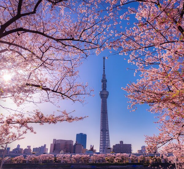 5 Days Tokyo Highlights Tour, Japan Tours